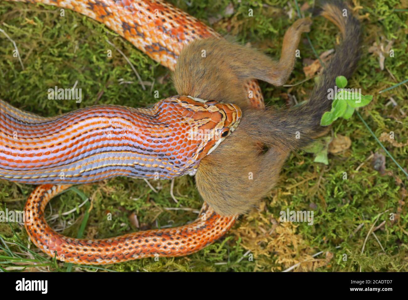corn snake (Pantherophis guttatus), eating eastern chipmunk found dead ...