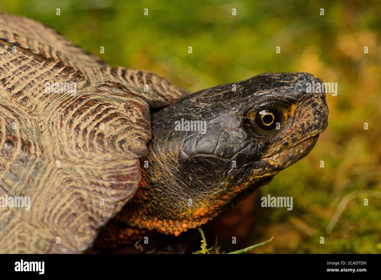 wood turtle (Glyptemys insculpta), IUCN endangered, Maryland Stock ...