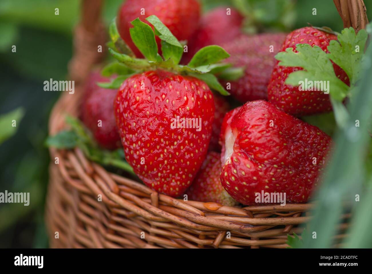 Group of strawberry. Strawberries with strawberry leaf. Fresh ...
