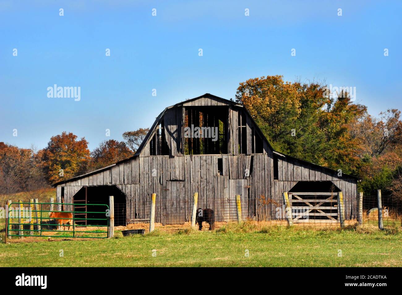 Rustic, weathered and wooden barn provides shelter for the cow and pony ...