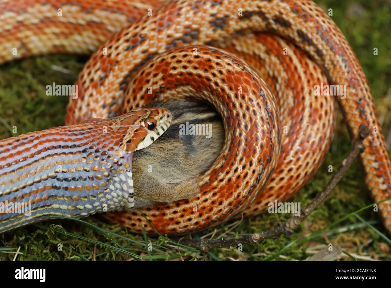 corn snake (Pantherophis guttatus), eating eastern chipmunk found dead ...