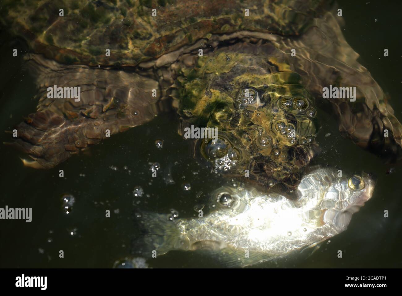 Snapping turtle, Chelydra serpentina, Maryland, feeding on dead white ...