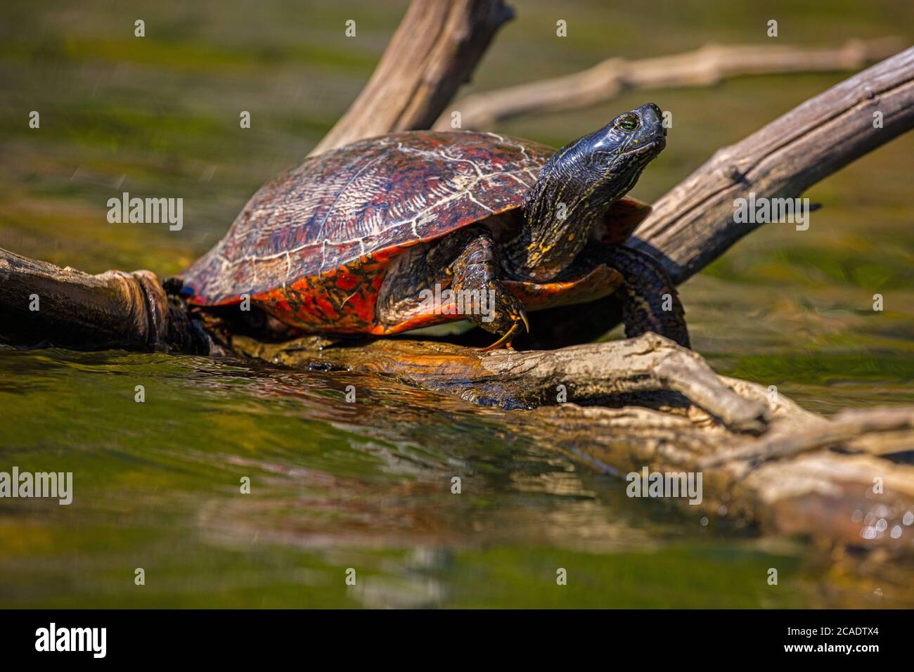 northern red-bellied turtle (Pseudemys rubriventris), male, IUCN near ...