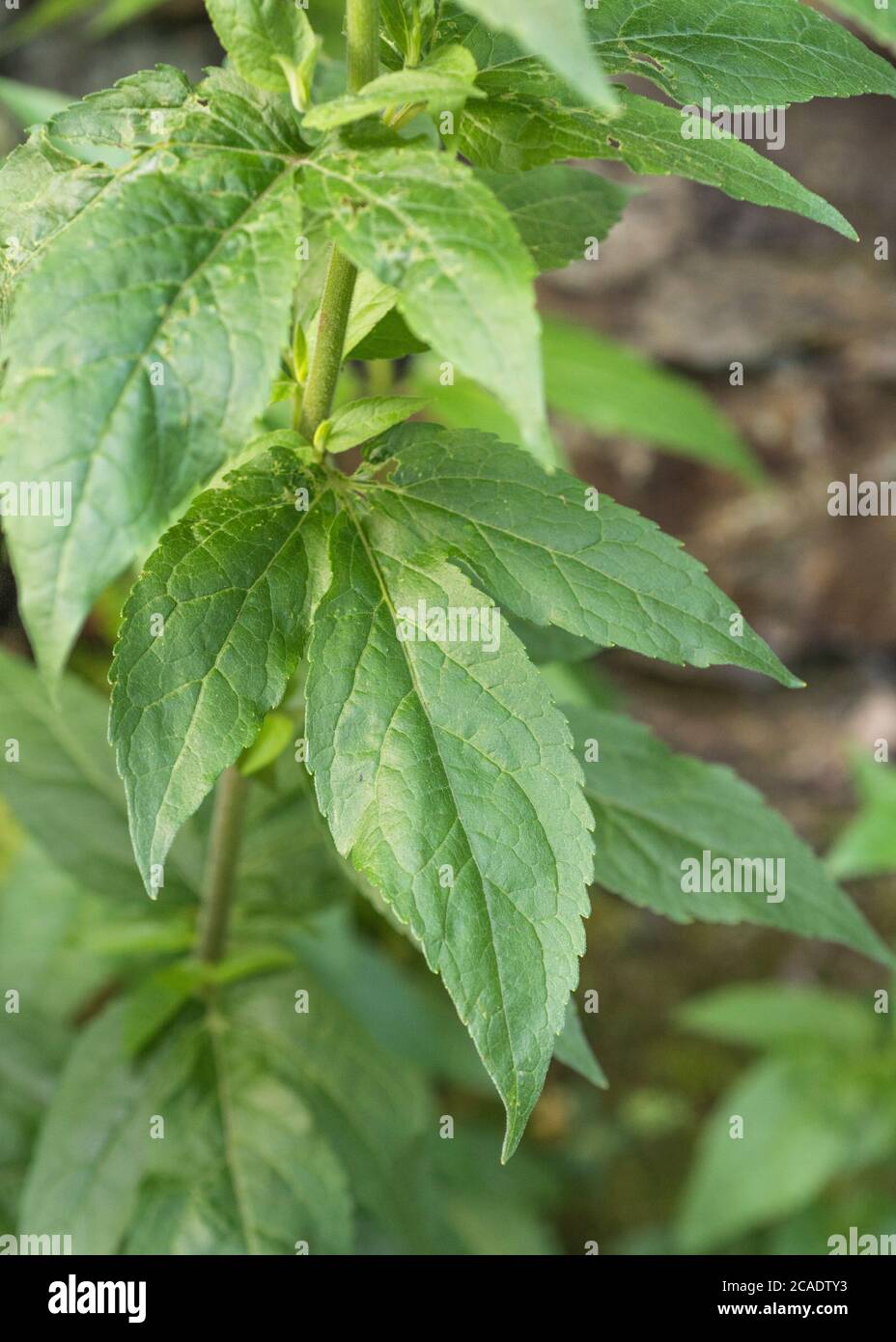 Early spring leaves of Hemp Agrimony / Eupatorium cannabinum, a common ...