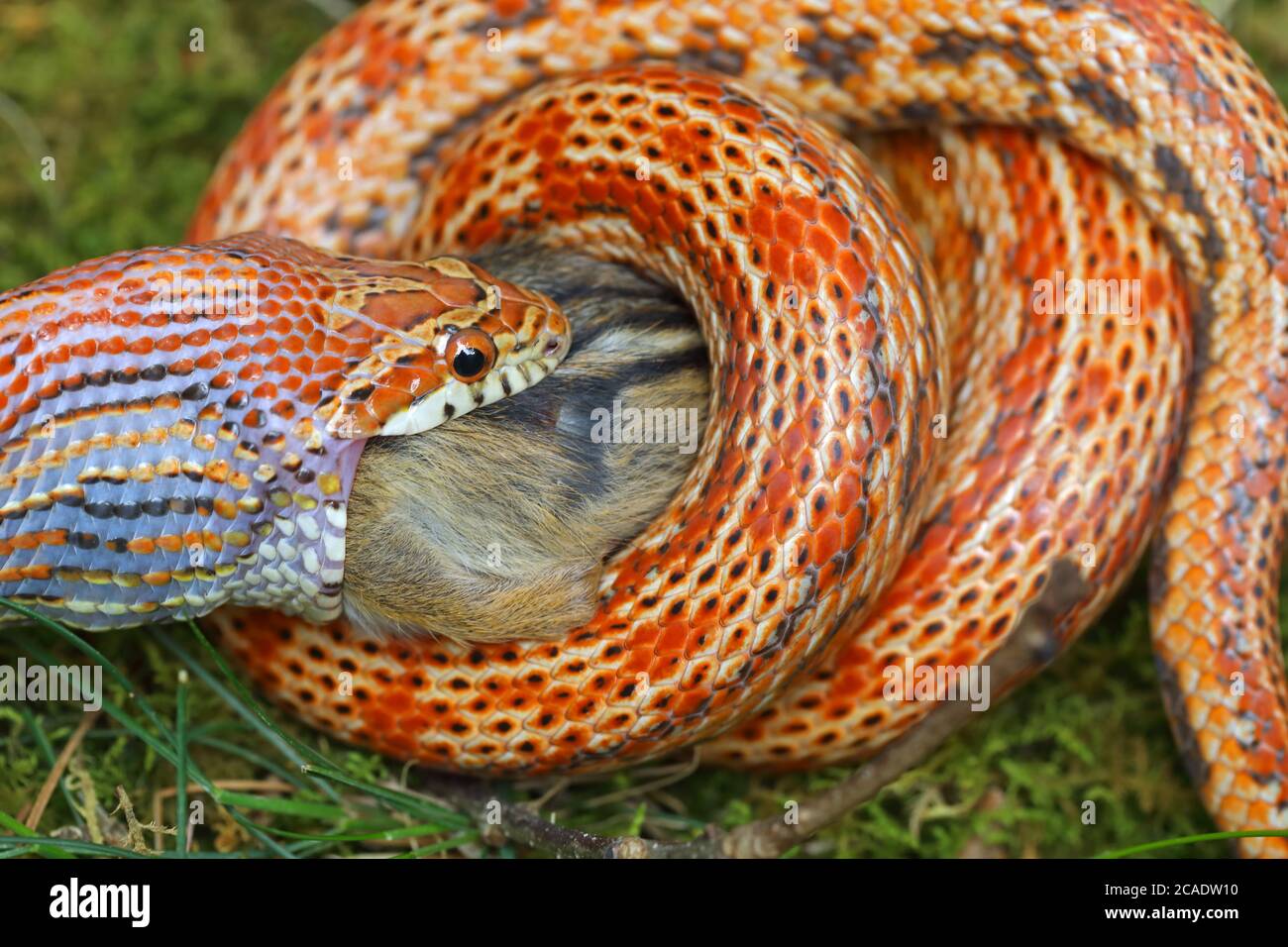 Carnivorous High Resolution Stock Photography and Images - Alamy