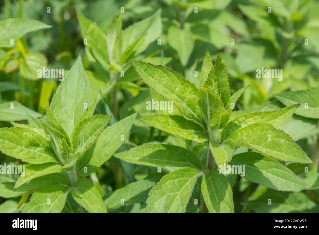 Early spring leaves of Hemp Agrimony / Eupatorium cannabinum, a common ...