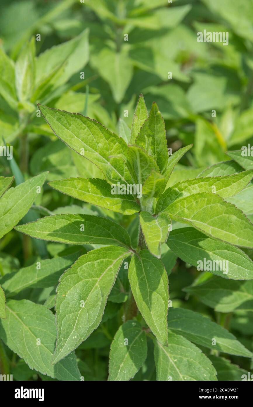Early spring leaves of Hemp Agrimony / Eupatorium cannabinum, a common ...