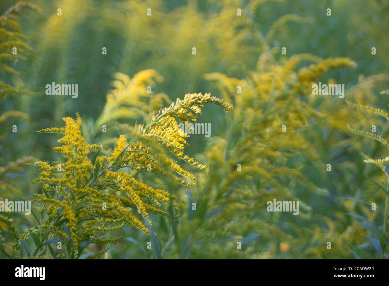 Canadian gold rod hi-res stock photography and images - Alamy