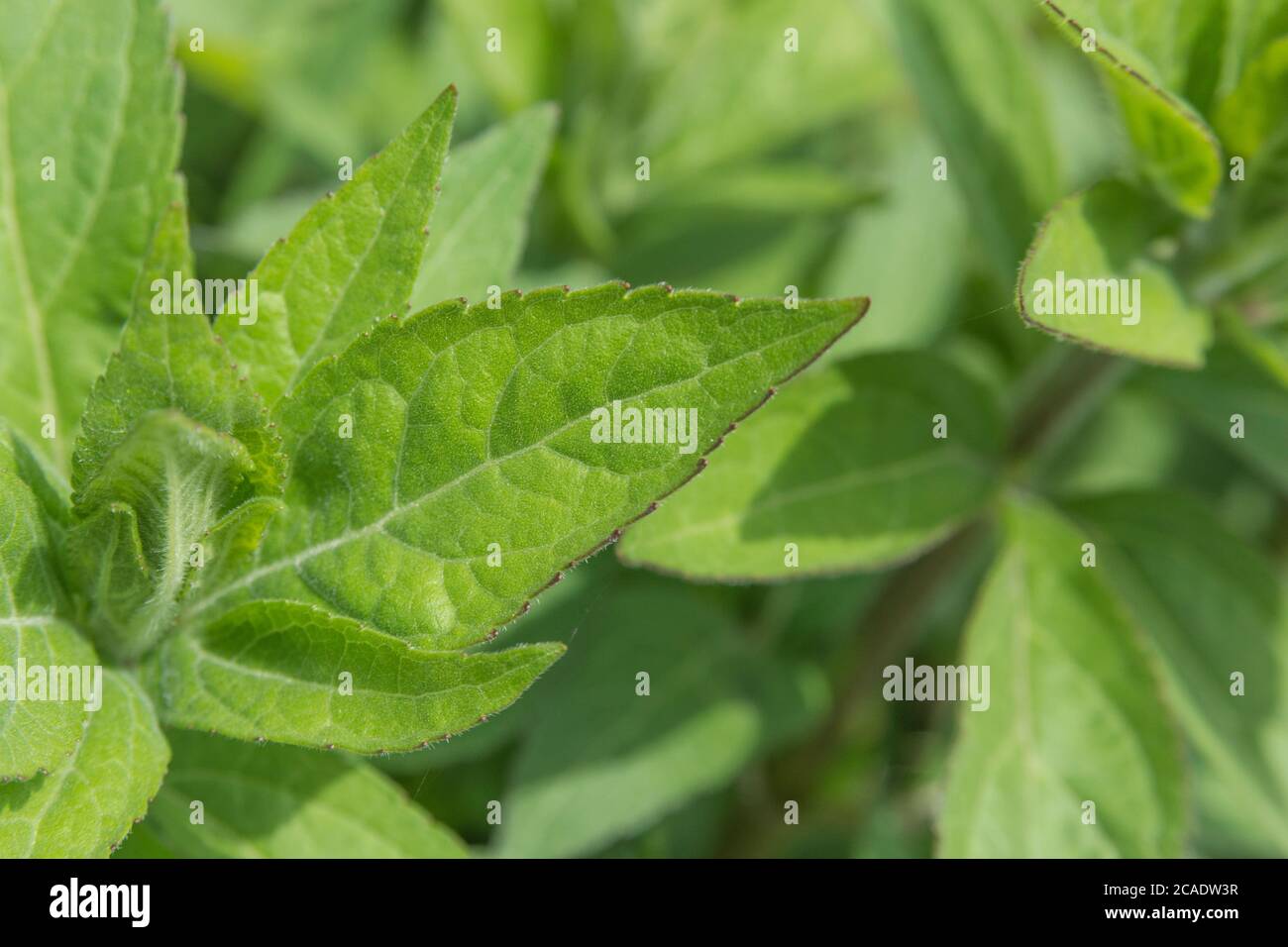 Early spring leaves of Hemp Agrimony / Eupatorium cannabinum, a common ...