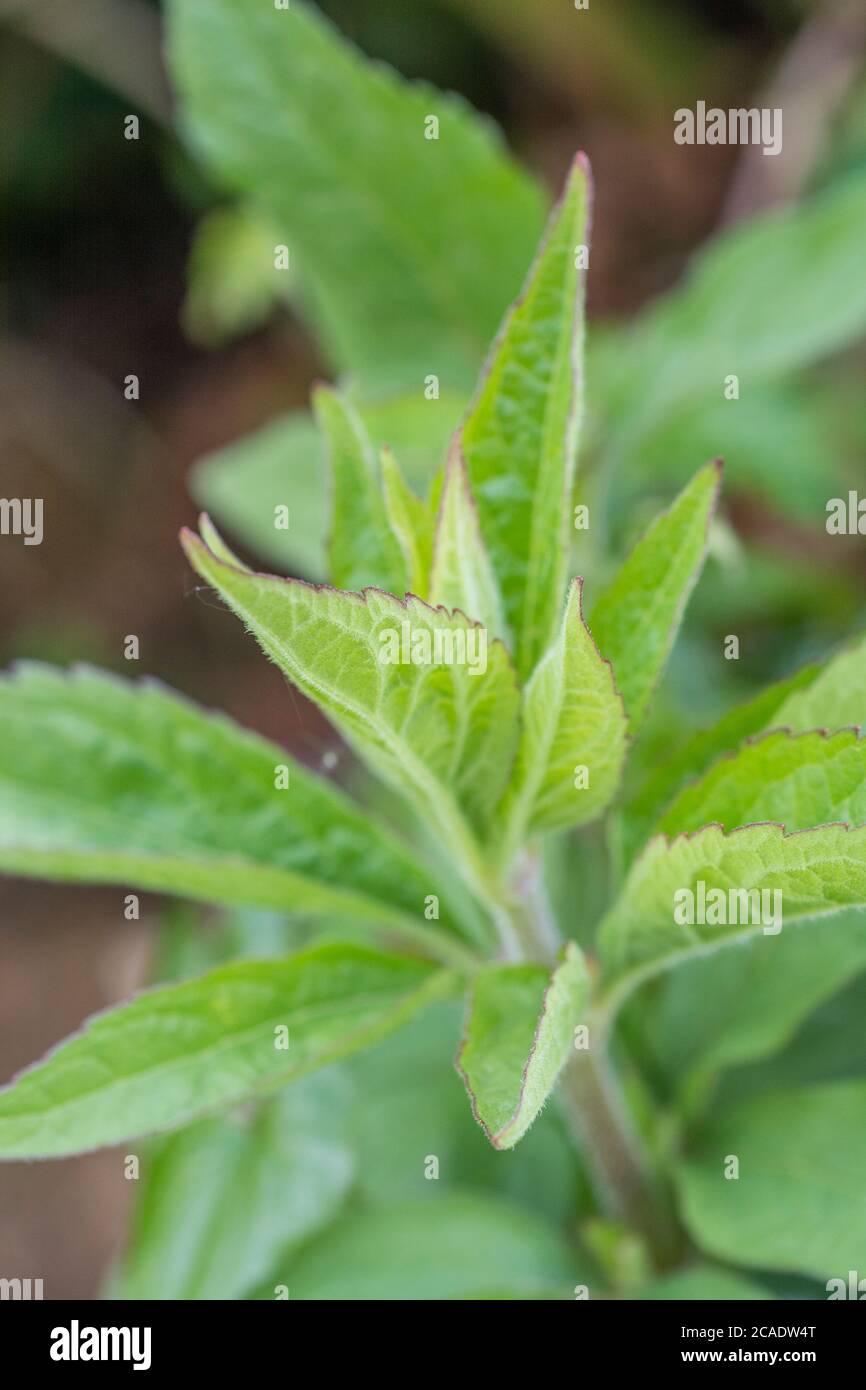 Early spring leaves of Hemp Agrimony / Eupatorium cannabinum, a common ...