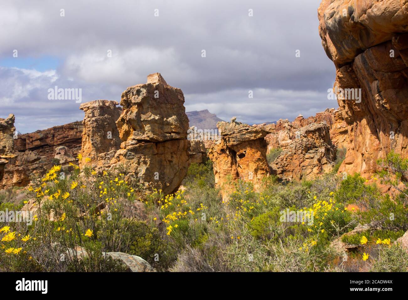 Weathered sandstone formations surrounded by yellow wild flowers at the ...