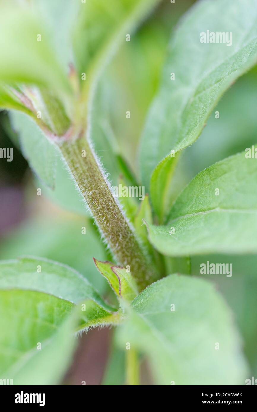 Early spring leaves of Hemp Agrimony / Eupatorium cannabinum, a common ...
