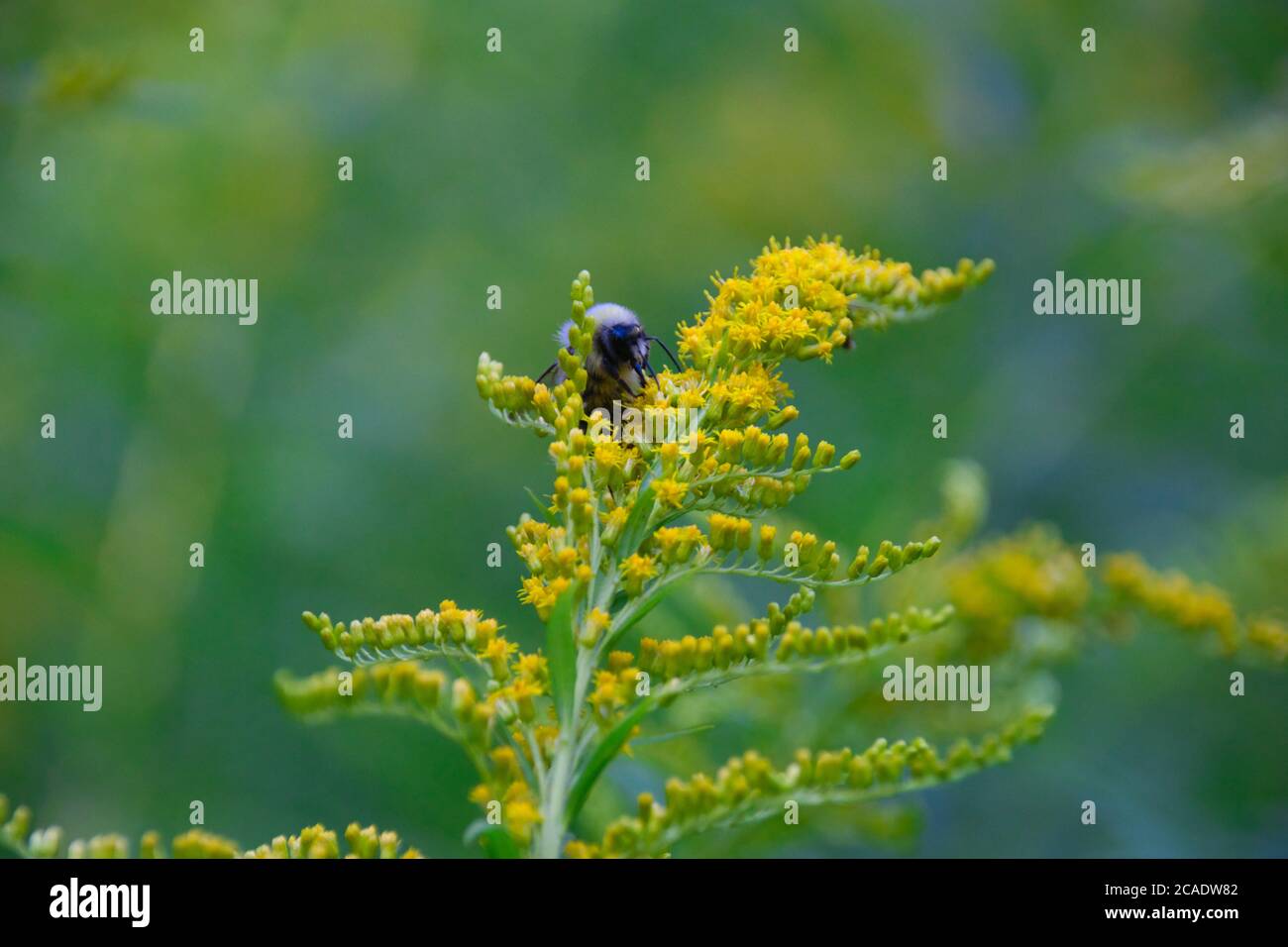 a sweet bee collects the pollen of a goldenrod Stock Photo - Alamy