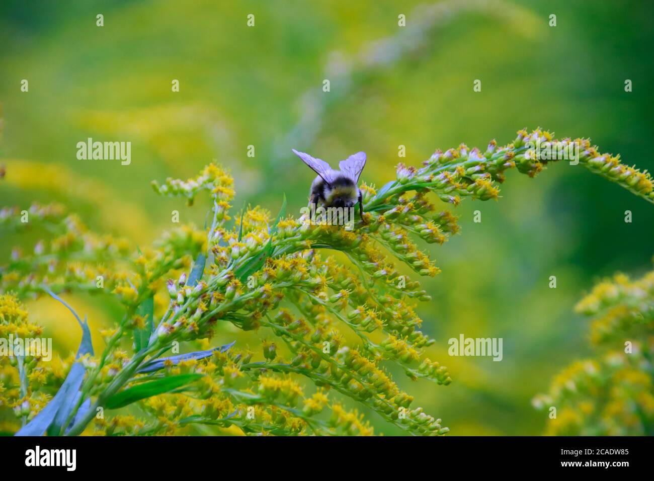 a sweet bee collects the pollen of a goldenrod Stock Photo - Alamy