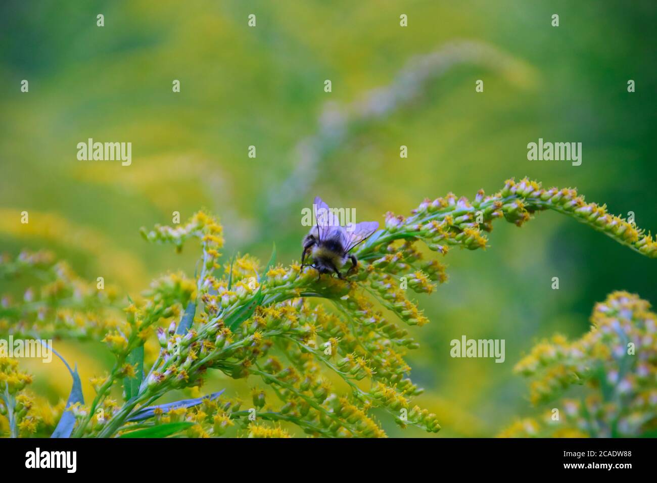 a sweet bee collects the pollen of a goldenrod Stock Photo - Alamy