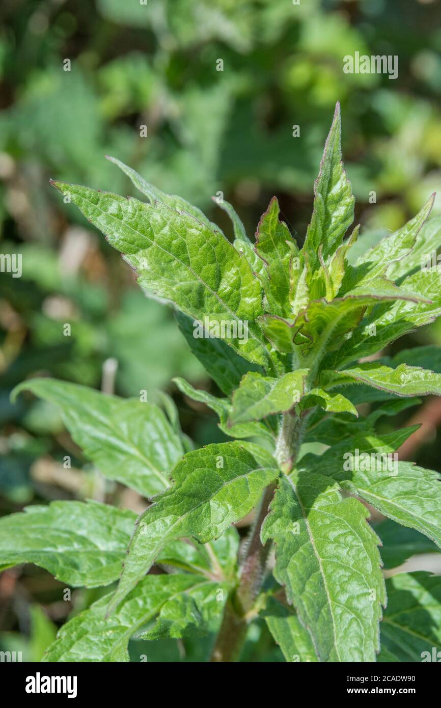 Spring leaves hemp agrimony hi-res stock photography and images - Alamy
