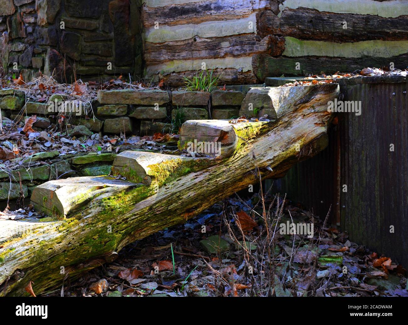 Large log has been chopped and cut to form steps. Green moss has grown ...