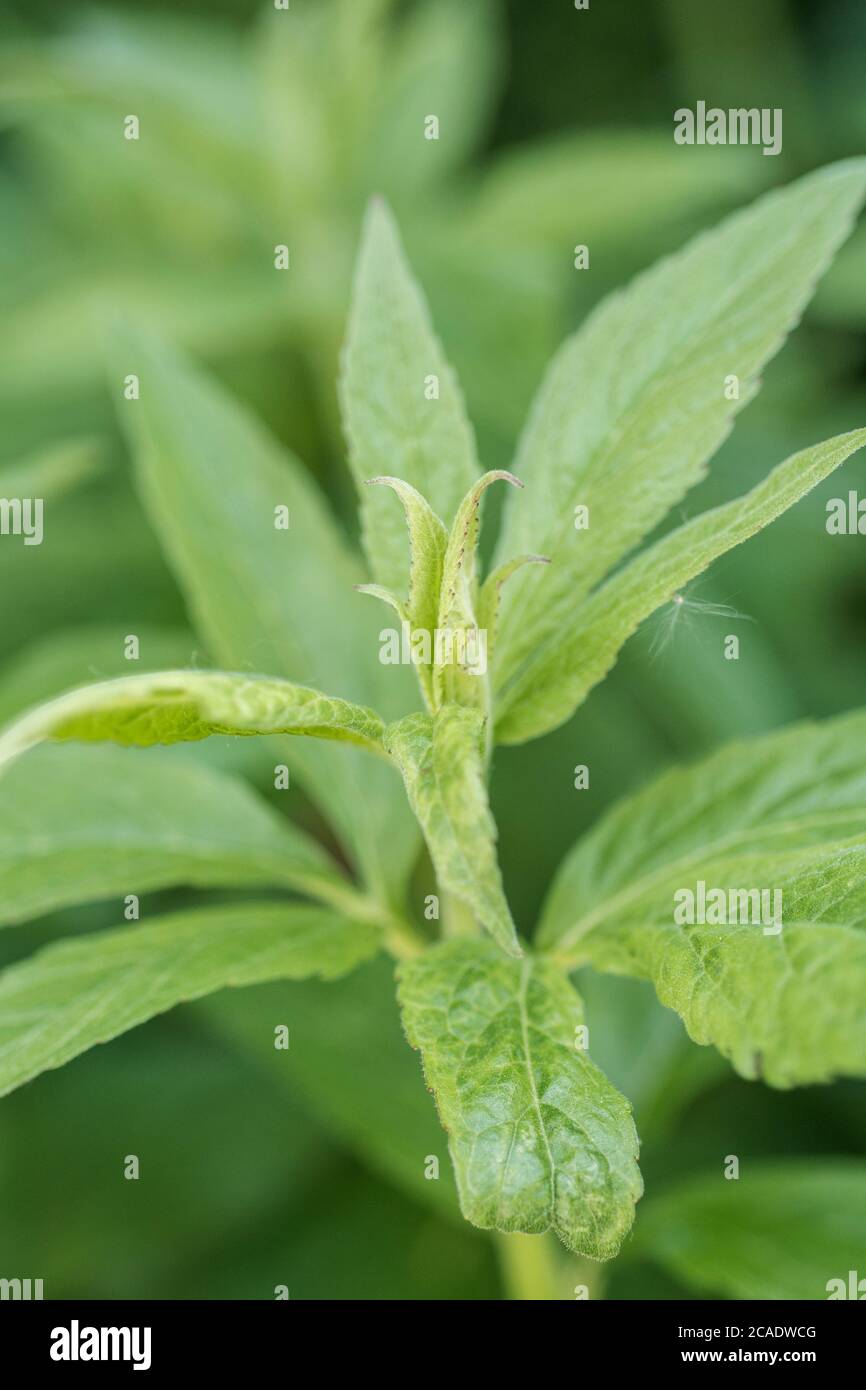Early spring leaves of Hemp Agrimony / Eupatorium cannabinum, a common ...