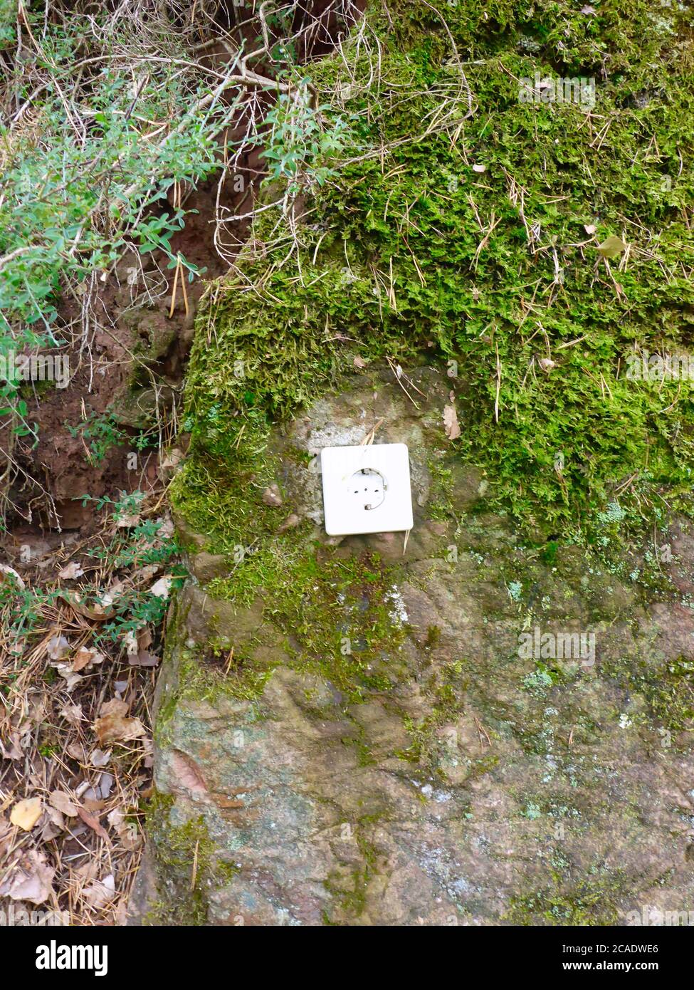 a white socket on a rock in the middle of the forest Stock Photo - Alamy