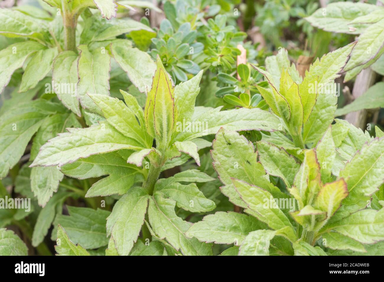 Early spring leaves of Hemp Agrimony / Eupatorium cannabinum, a common ...