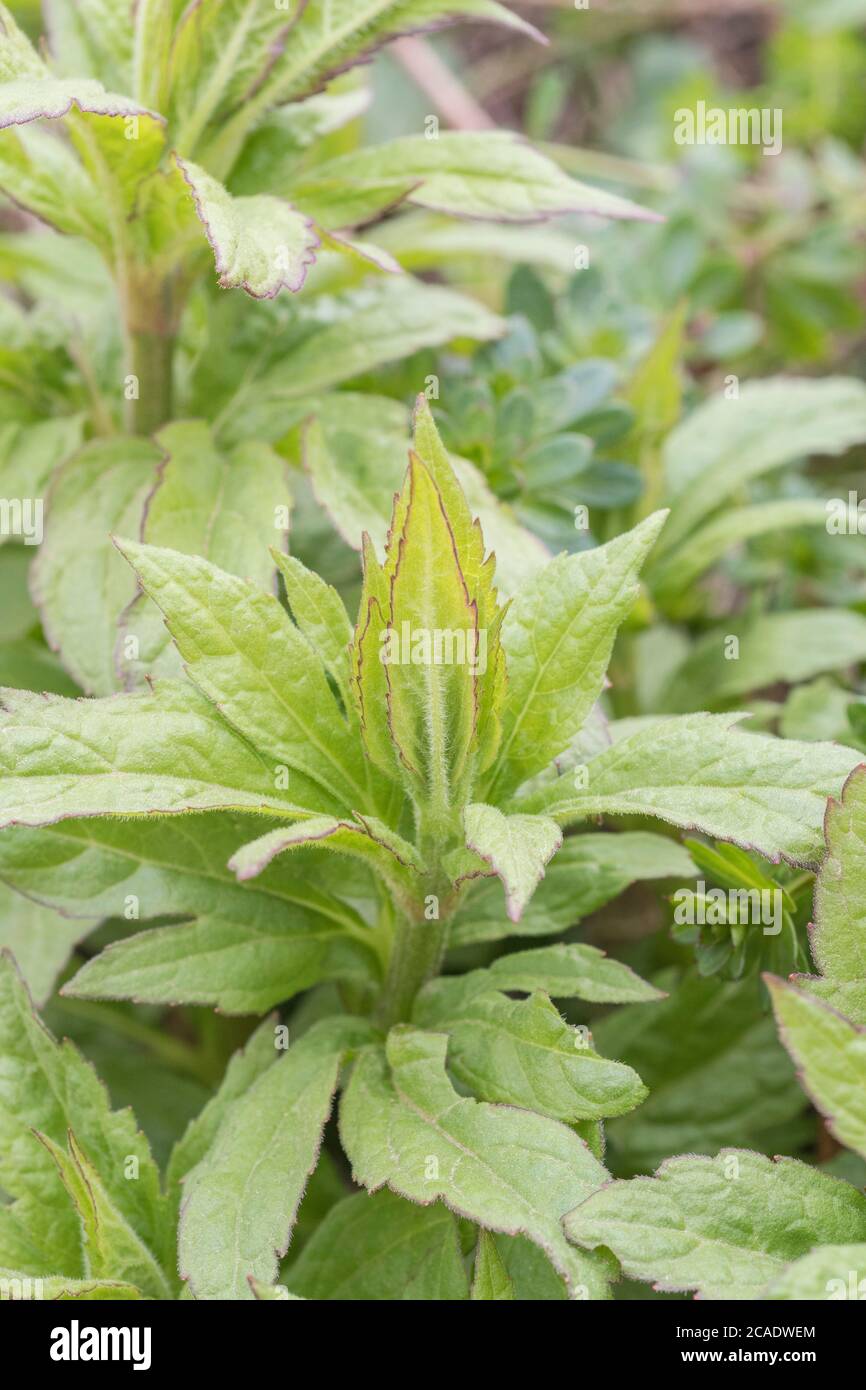 Early spring leaves of Hemp Agrimony / Eupatorium cannabinum, a common ...