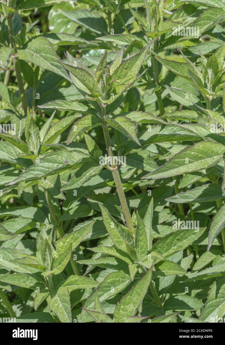 Early spring leaves of Hemp Agrimony / Eupatorium cannabinum, a common ...