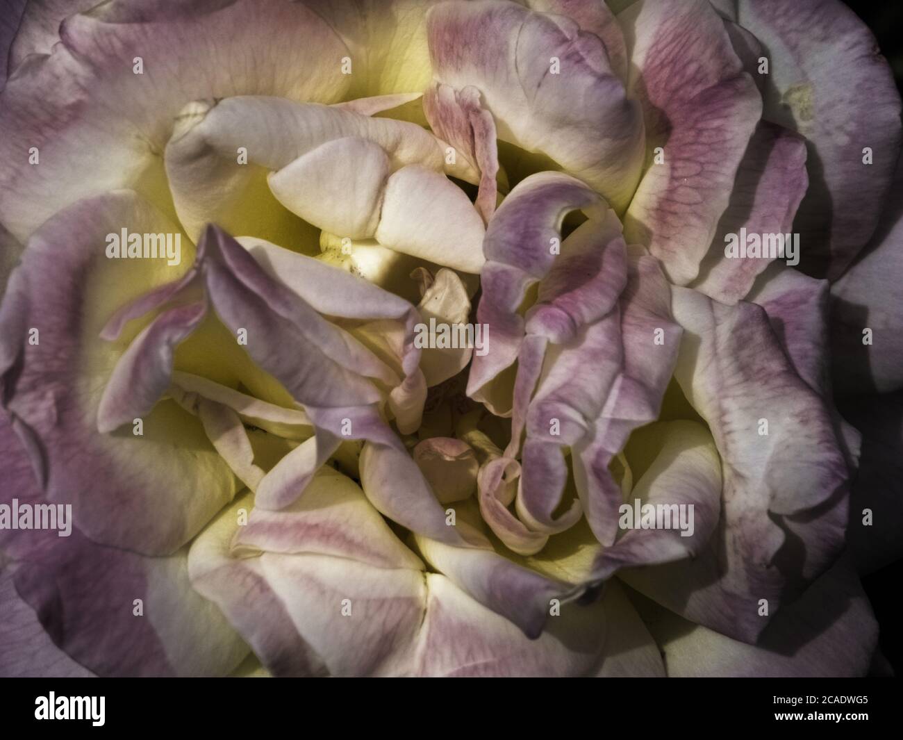 Cluster of single pink white rose flowers hi-res stock photography and ...