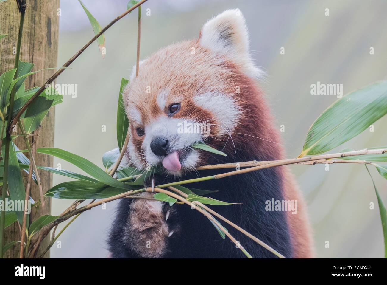 Panda Lake High Resolution Stock Photography and Images - Alamy