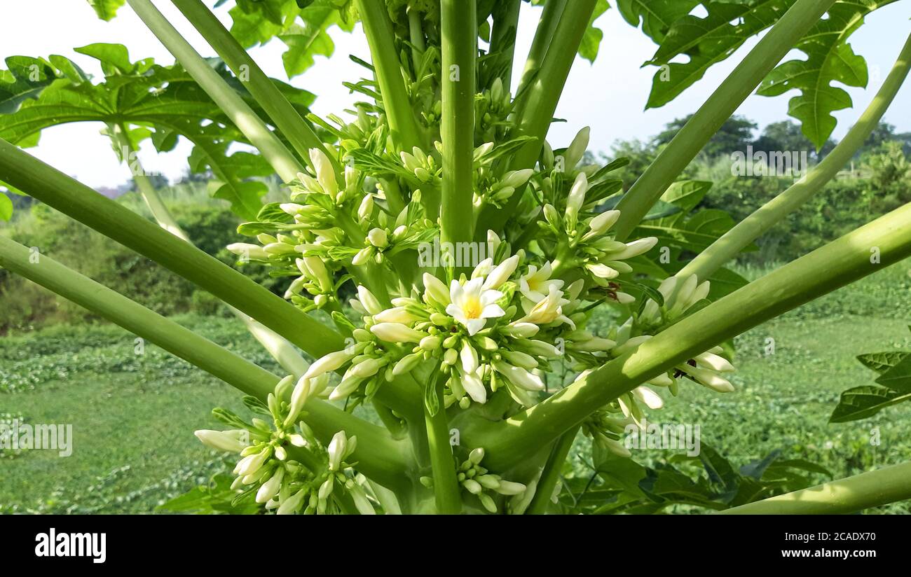 Beautiful Papaya flowers and buds Stock Photo - Alamy