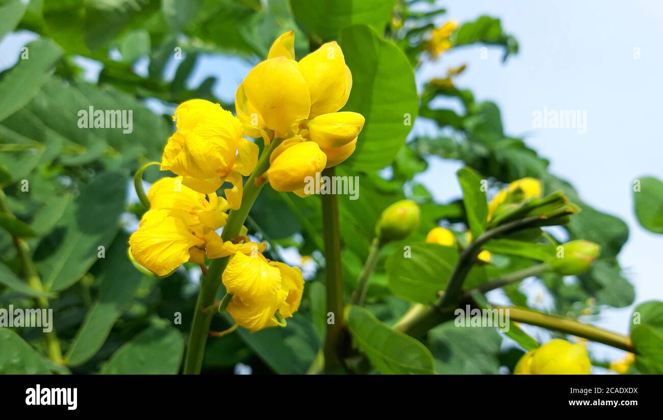 Senna alata the ringworm tree. Beautiful Yellow Wild Flower Photo Stock ...