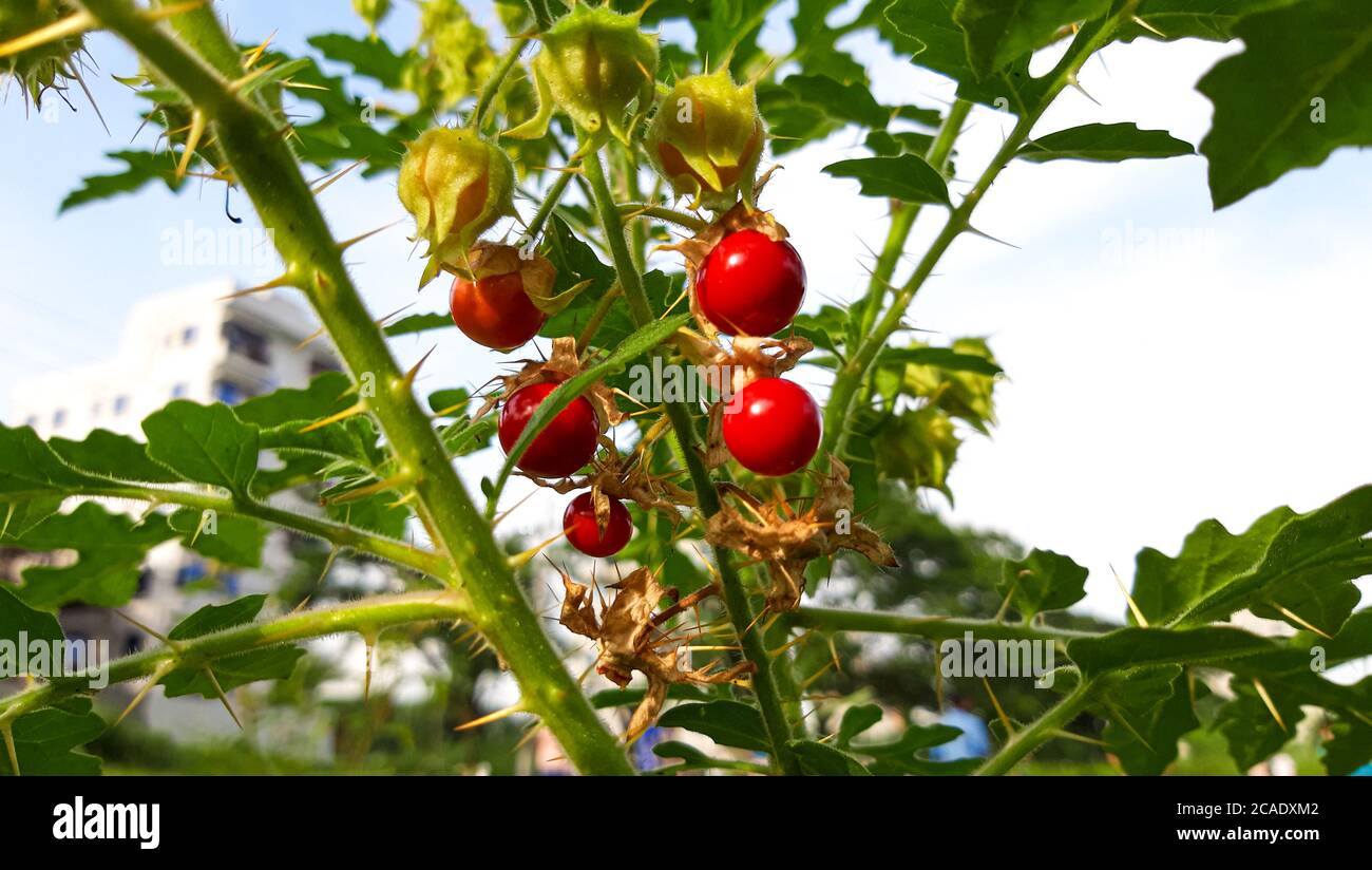 Beautiful Red Wild Fruit with tree Stock Photo - Alamy