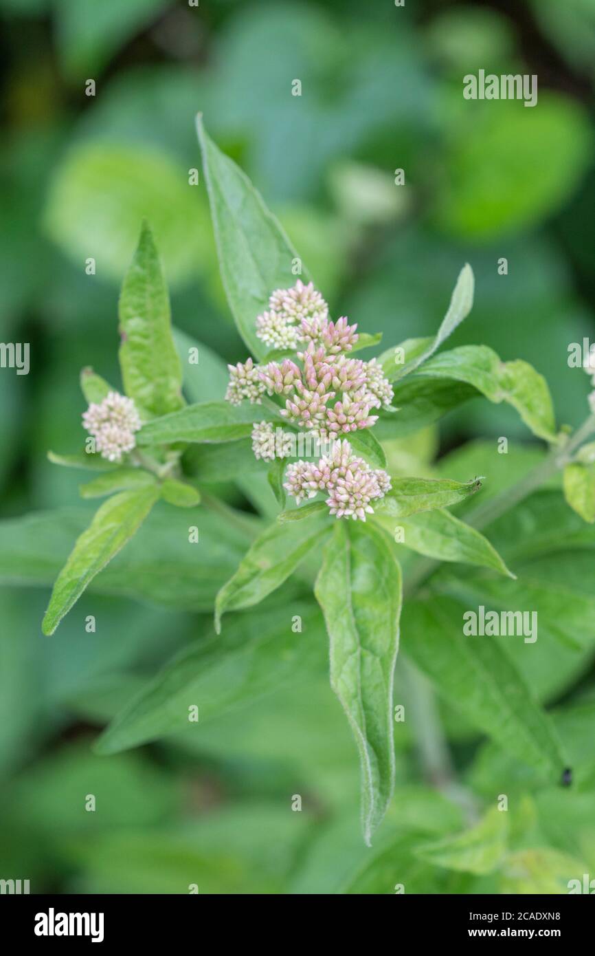 Flower buds of Hemp Agrimony / Eupatorium cannabinum, a common UK weed ...