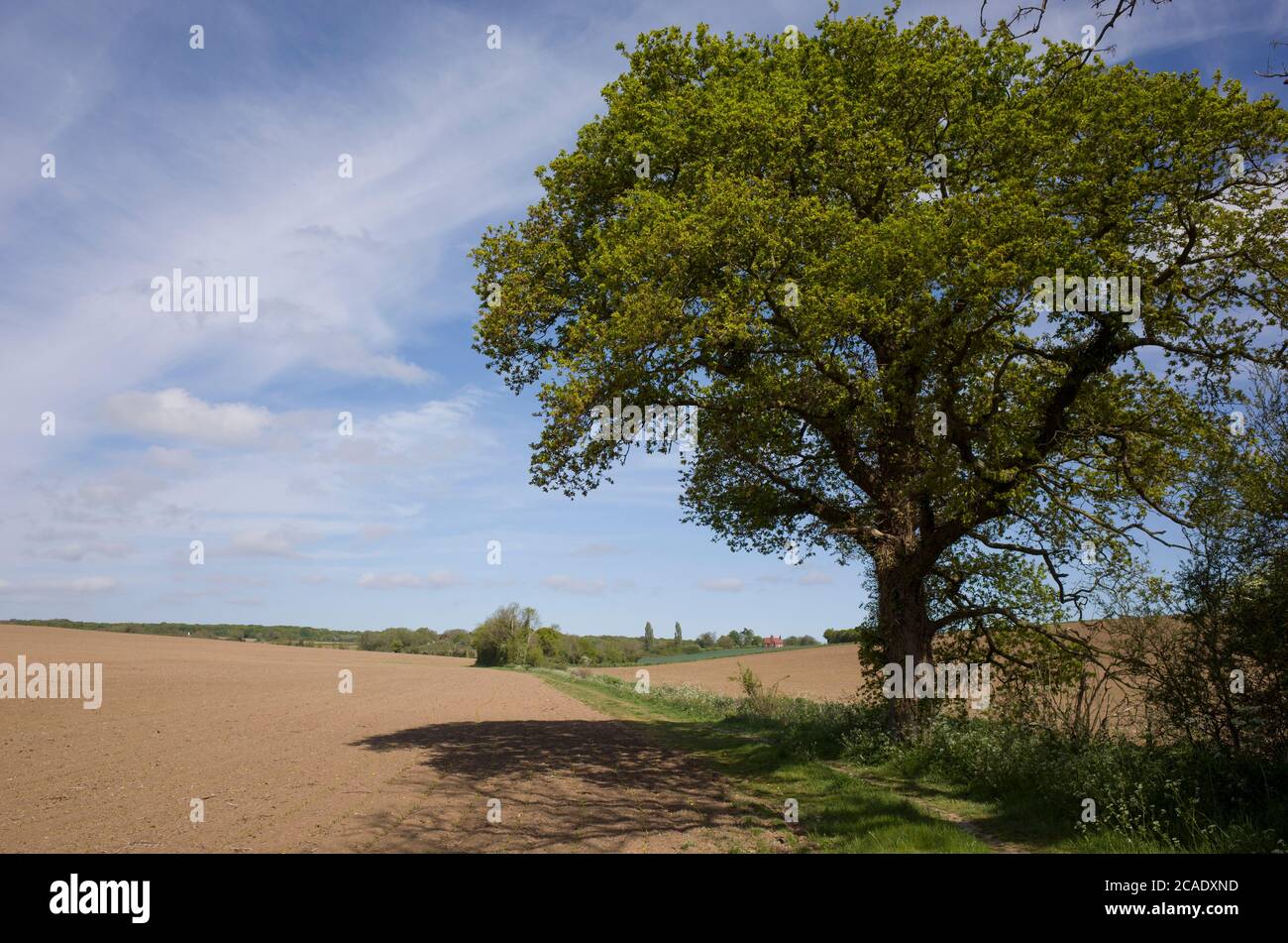 Bright green oak tree leaves and branches against blue sky in a field ...