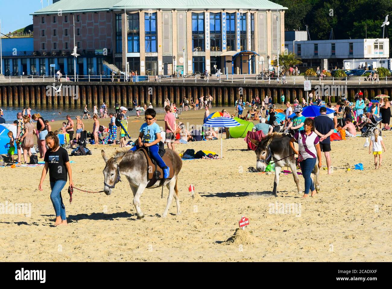 Donkey sunbathing hi-res stock photography and images - Alamy