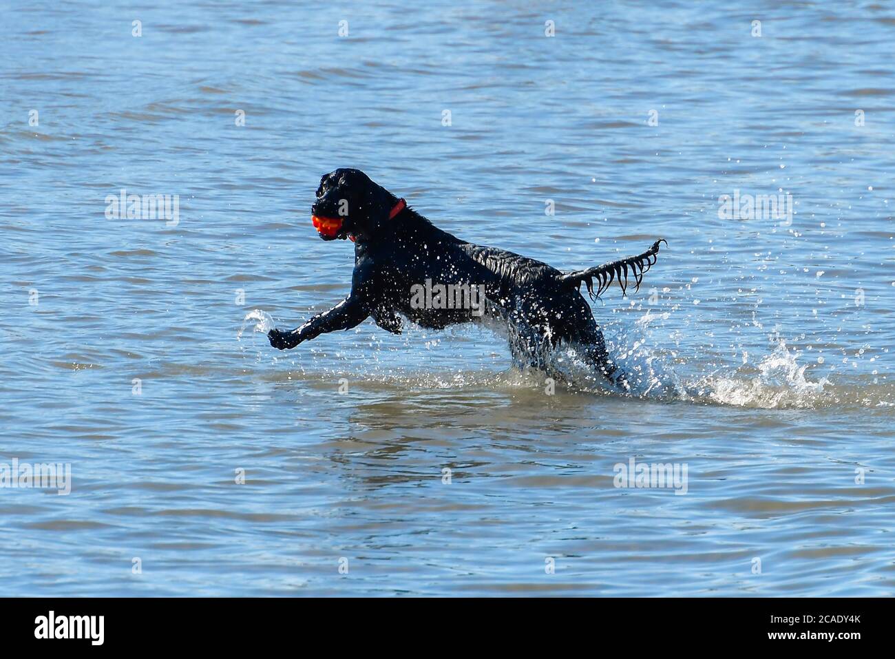 Dog playing fetch in the sea hi-res stock photography and images - Alamy