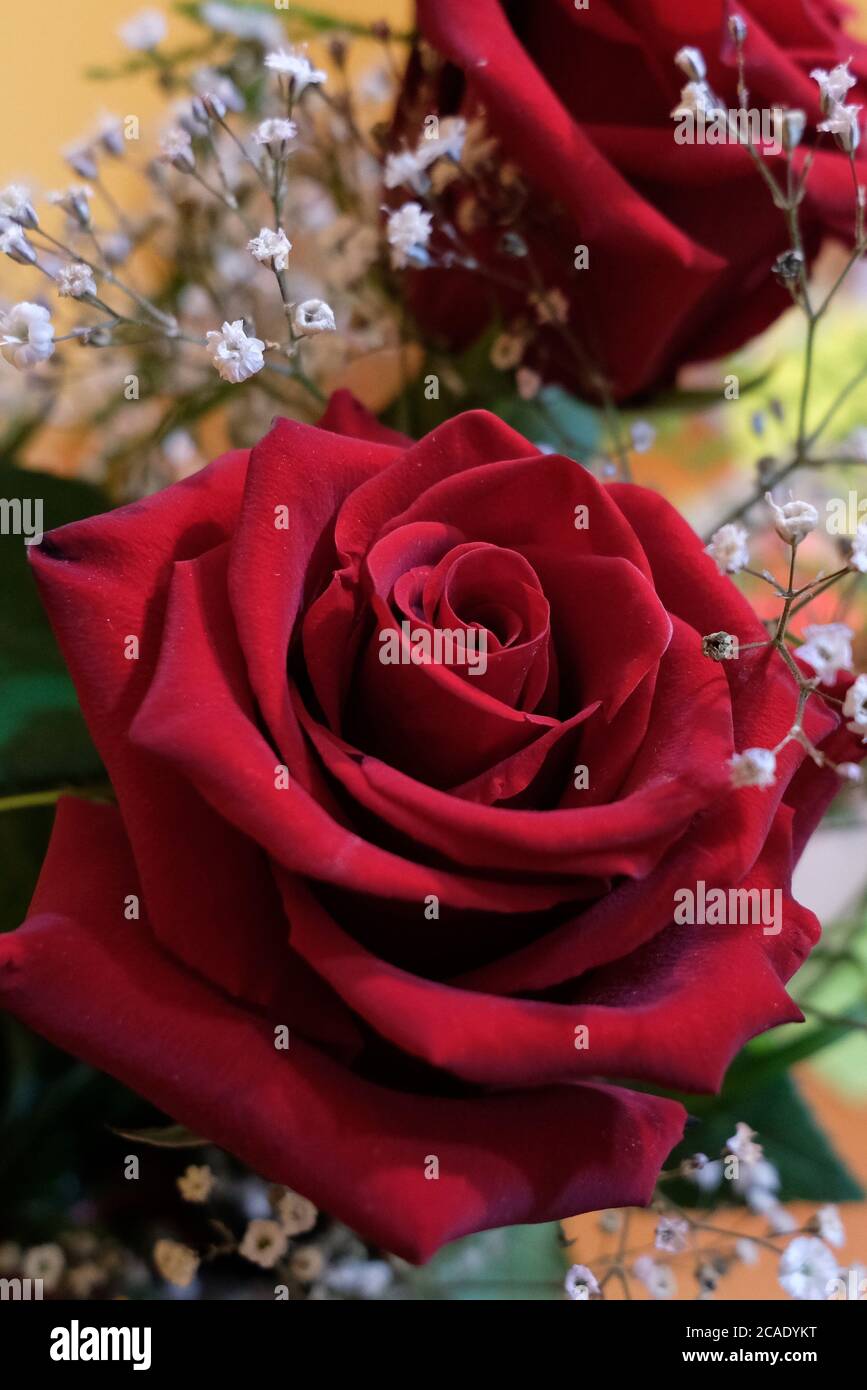 Vertical shot of beautiful red garden roses and gypsophila flowers ...