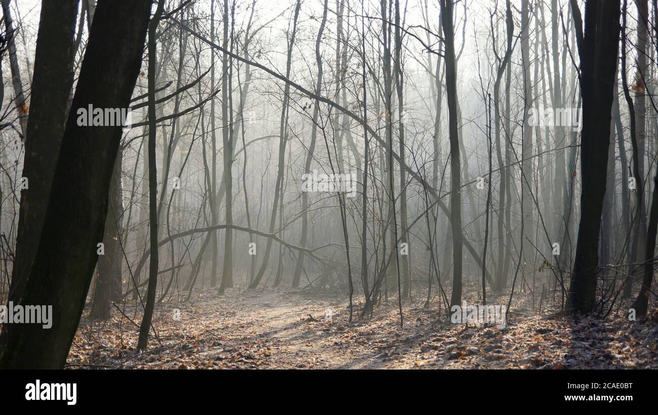 December in the forest, winter misty morning among leafless trees ...