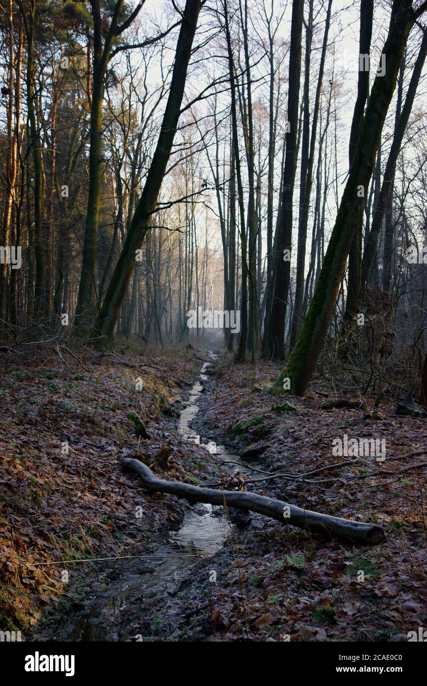 December in the forest, winter morning over a frozen stream, landscape ...