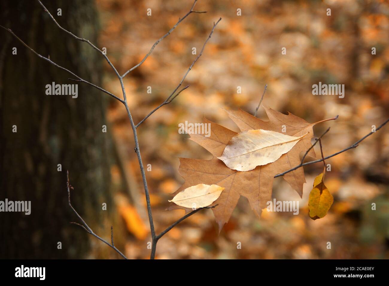 November in the forest, autumn morning walk, falling leaves stopped on ...