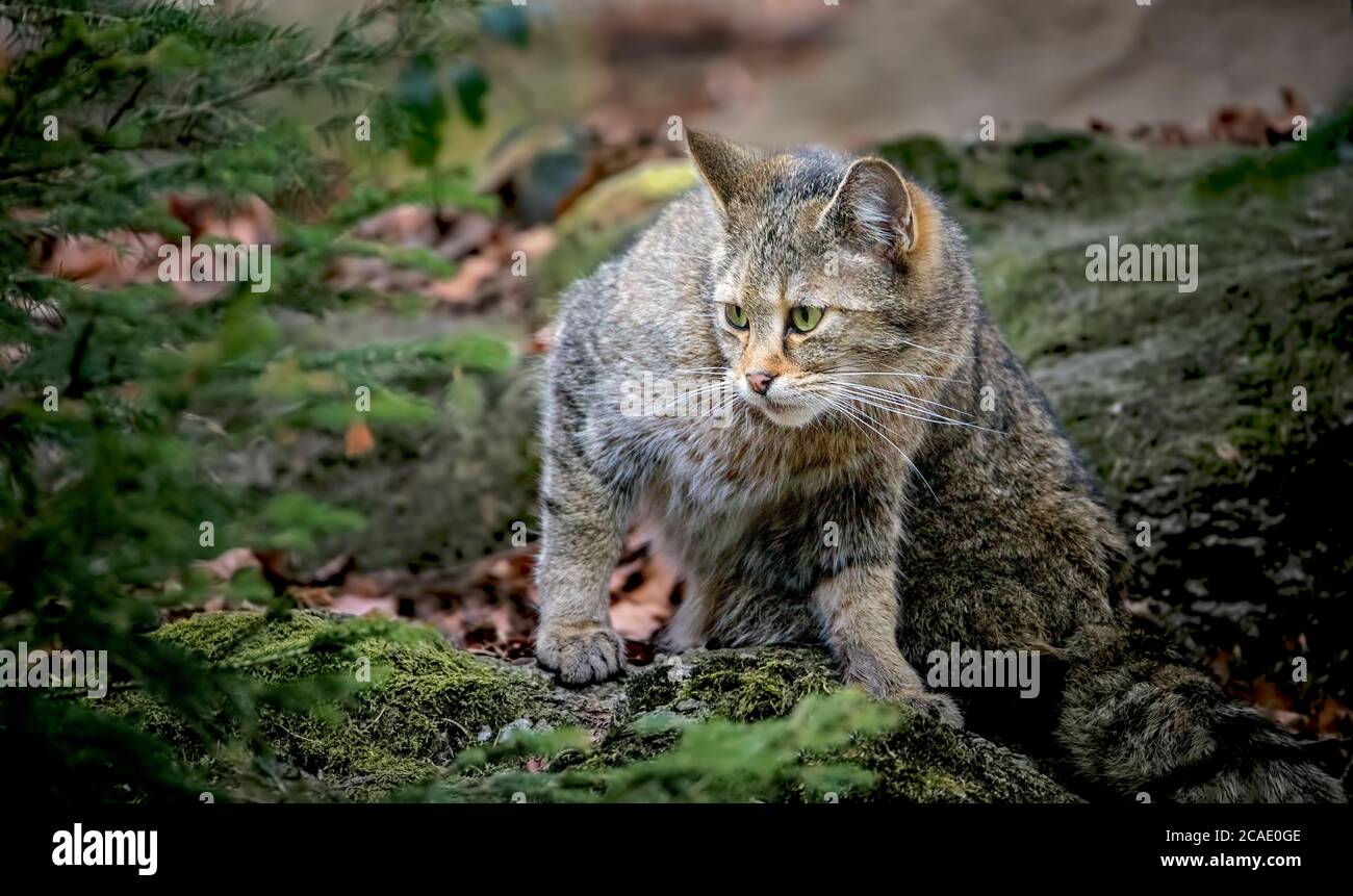 Kocka park hi-res stock photography and images - Alamy