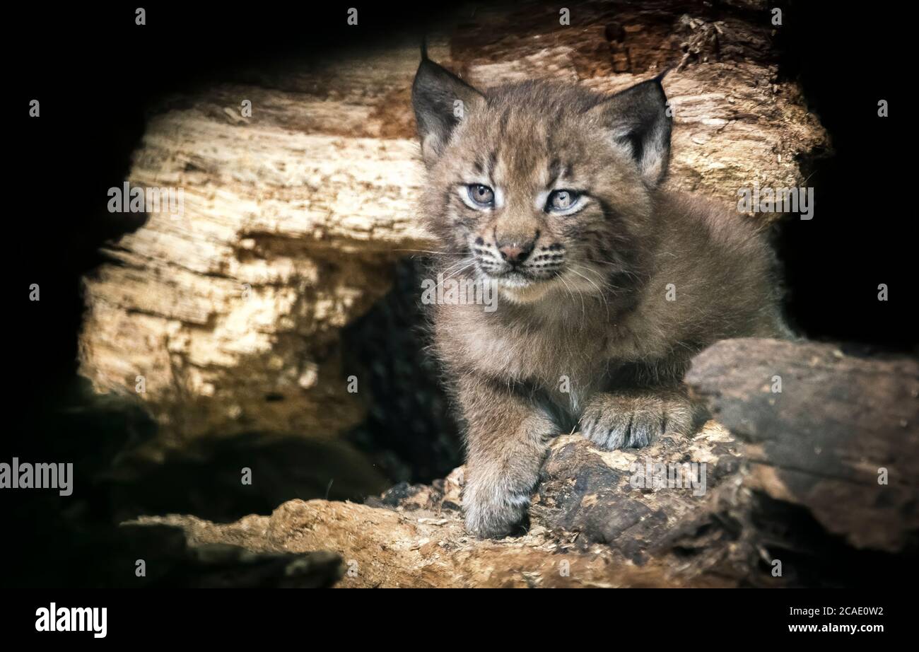Young Lynx in green forest. Wildlife scene from nature. Running ...
