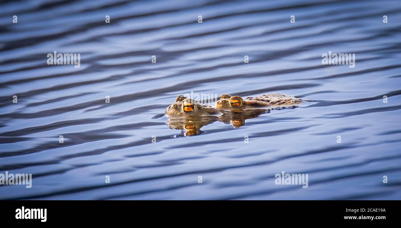 Common water frog Pelophylax kl. esculentus in water, courtship, sound ...