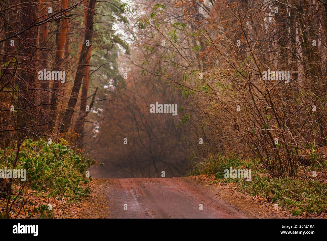 Majestic autumn rural scenery way. Falling leaves on autumn forest ...