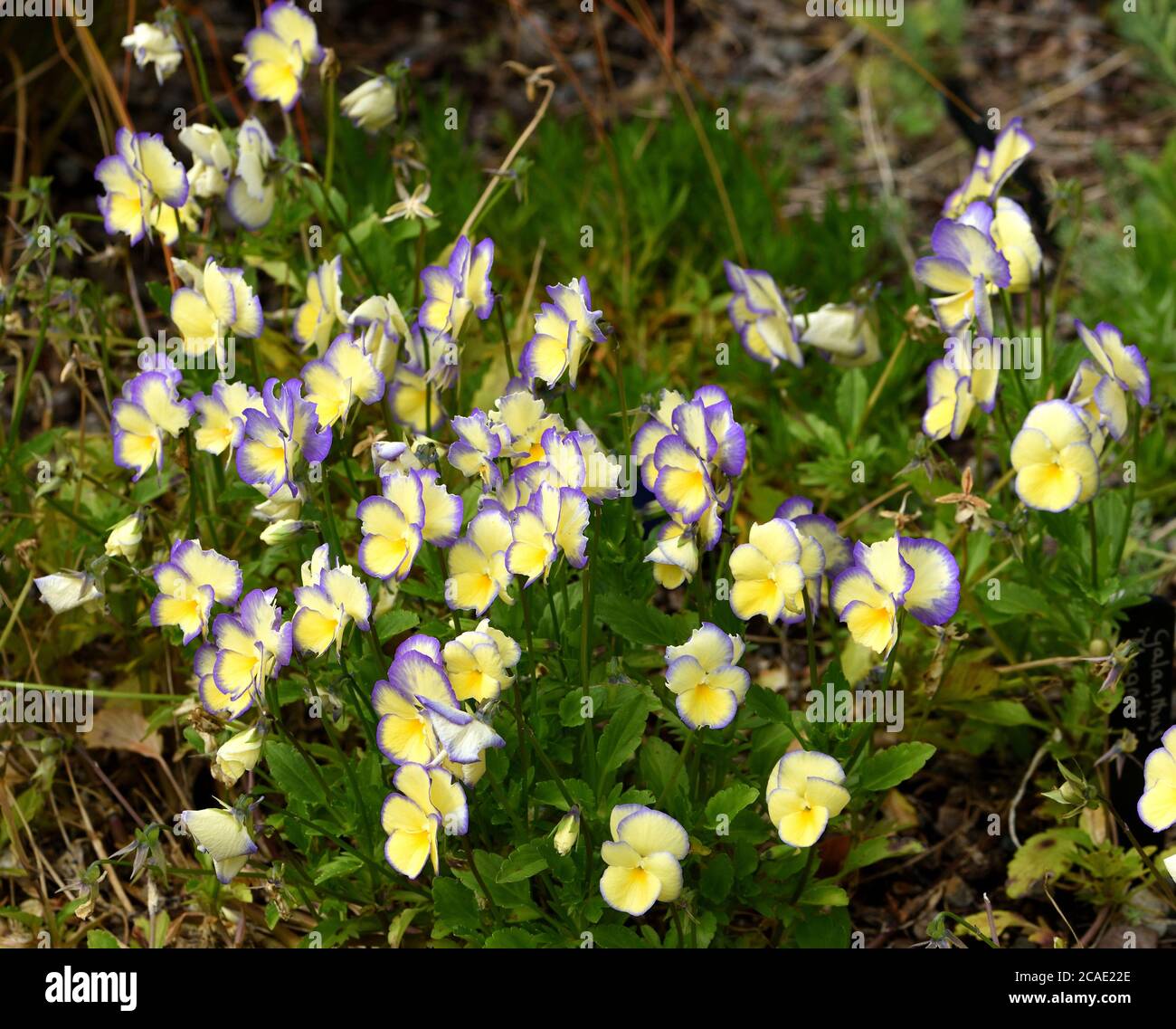 Etain hi-res stock photography and images - Alamy
