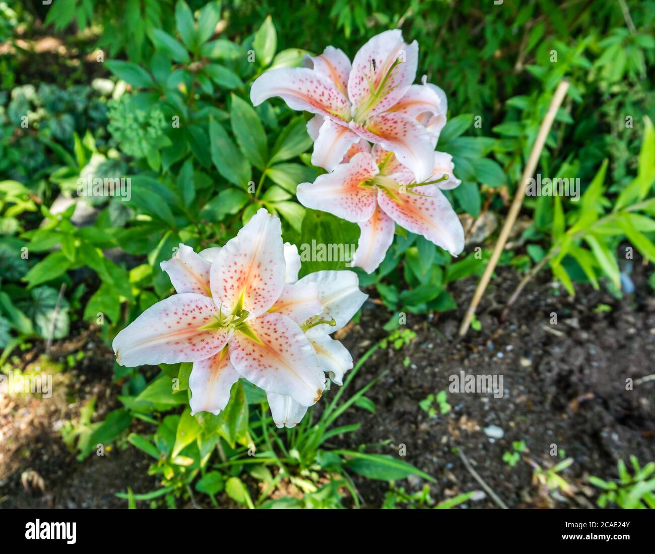 Spotted flowers hi-res stock photography and images - Alamy