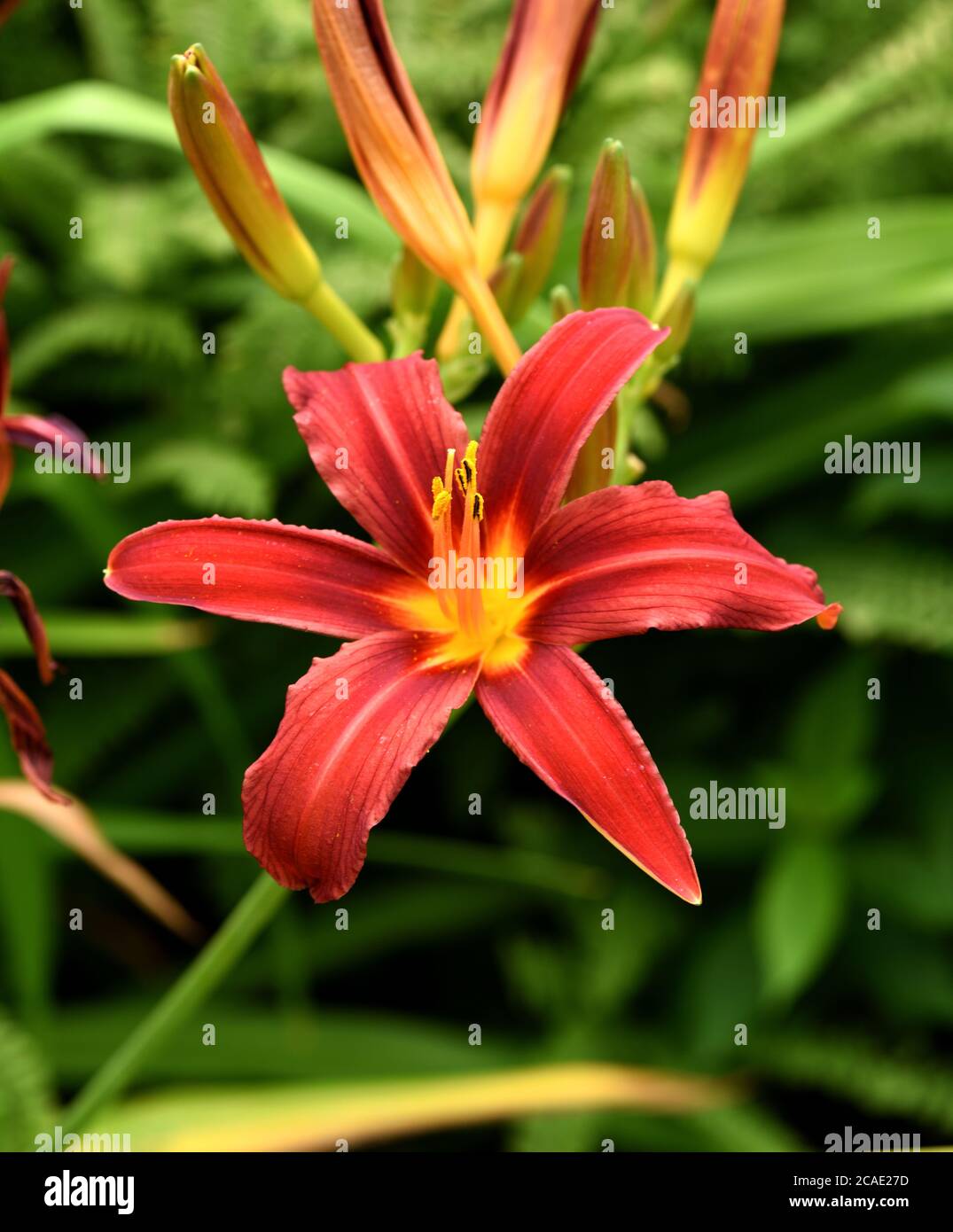 Closeup of a single bloom of the Day Lily Crimson Pirate Stock Photo ...