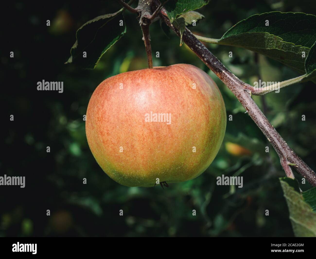 Red delicious apple branch hi-res stock photography and images - Alamy