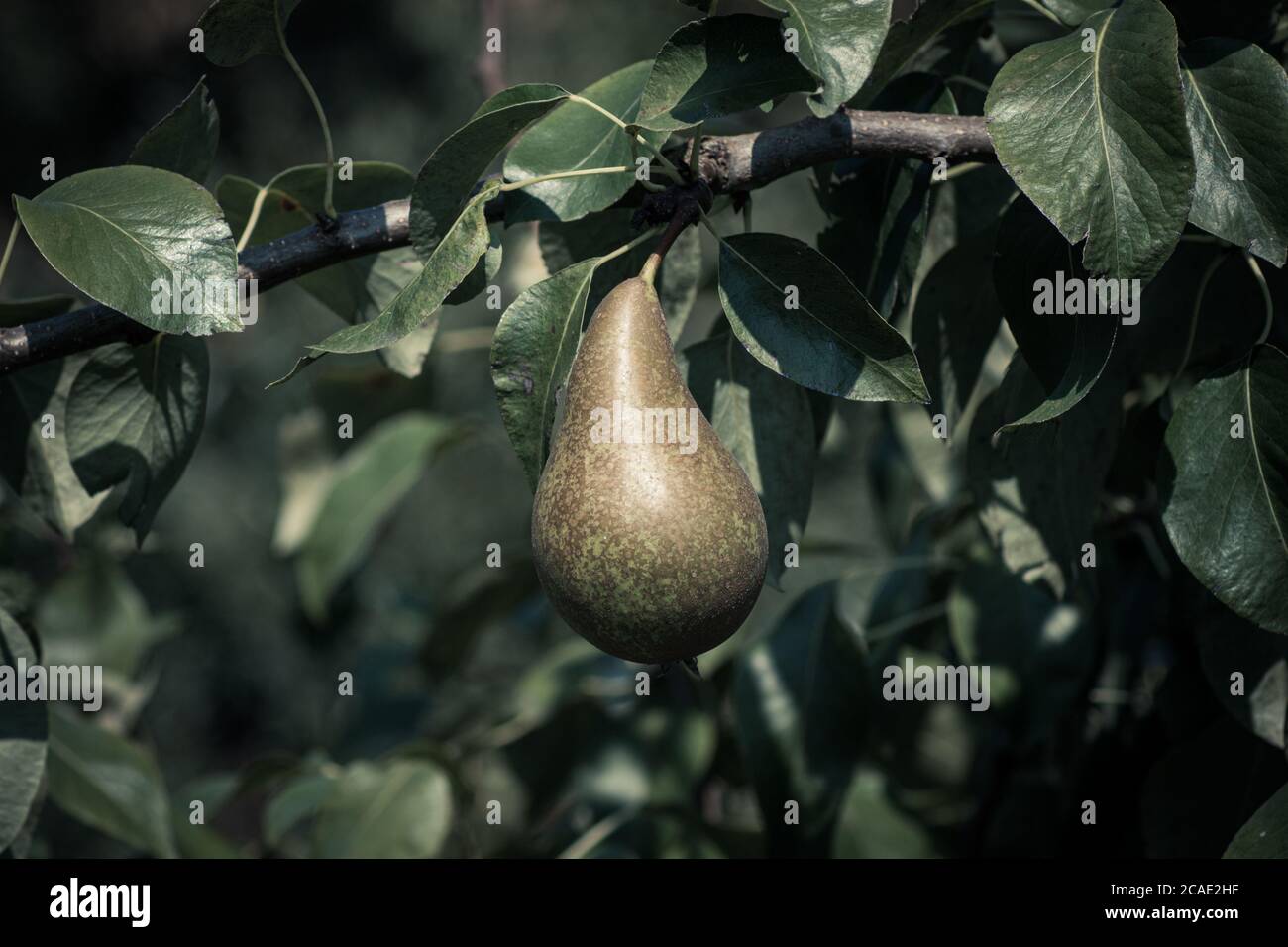 Pears hanging from tree hi-res stock photography and images - Alamy