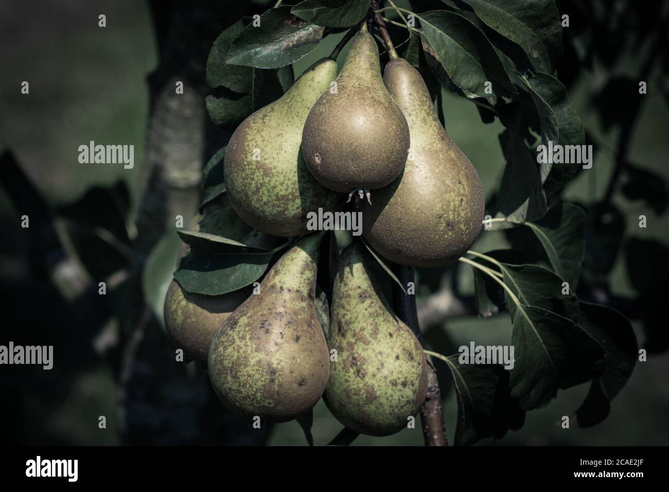 Pears hanging from tree hi-res stock photography and images - Alamy