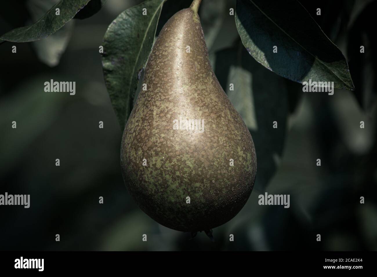 Pears hanging from tree hi-res stock photography and images - Alamy